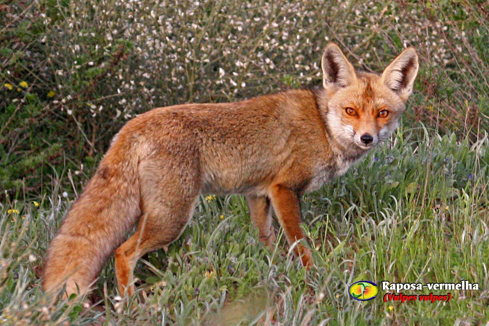 Zoologia: Raposa-vermelha (Vulpes vulpes)